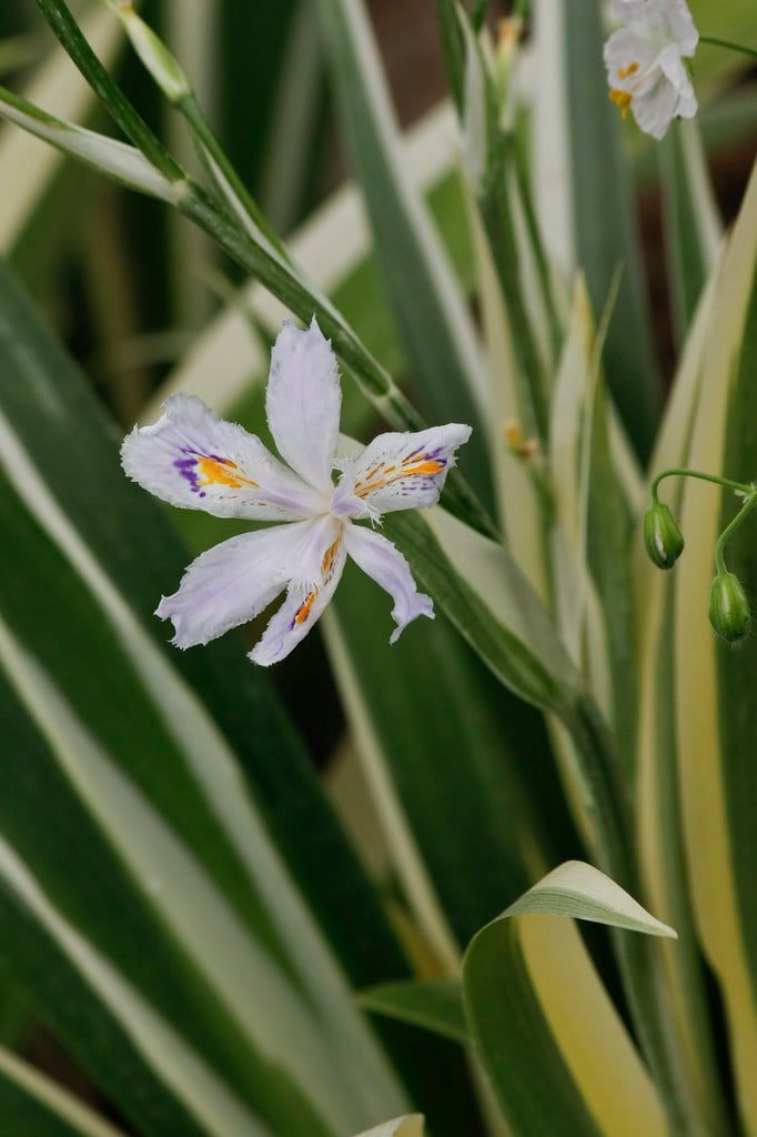Iris japonica 'Variegata' (v) | variegated fringed iris/RHS Gardening