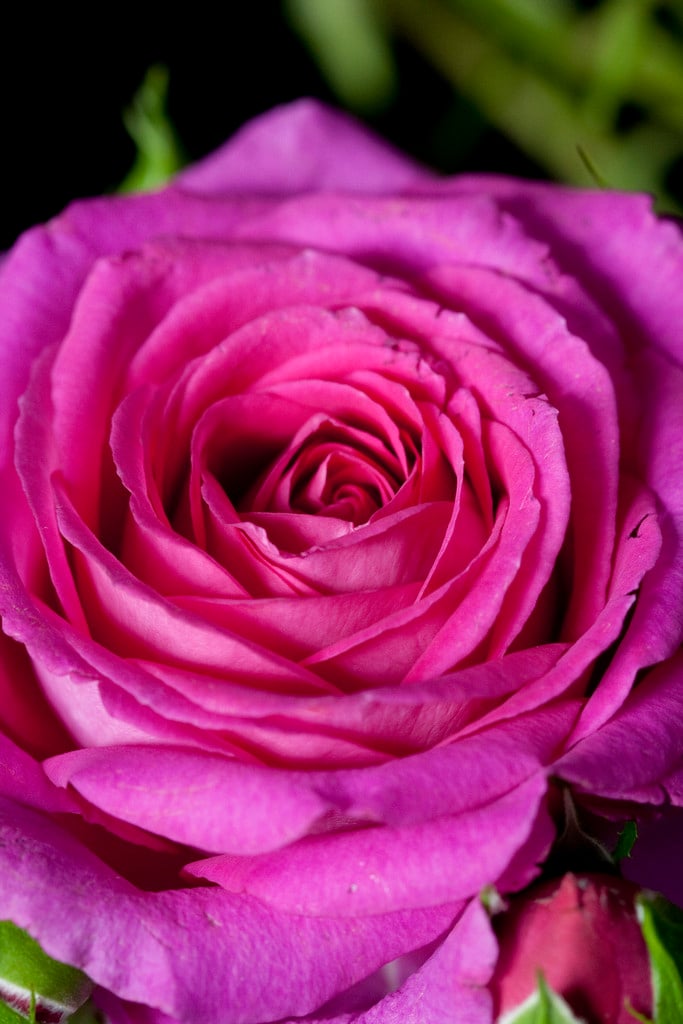 Rosa &Harunite&PBR | rose [Claire Marshall] Shrubs/RHS Gardening