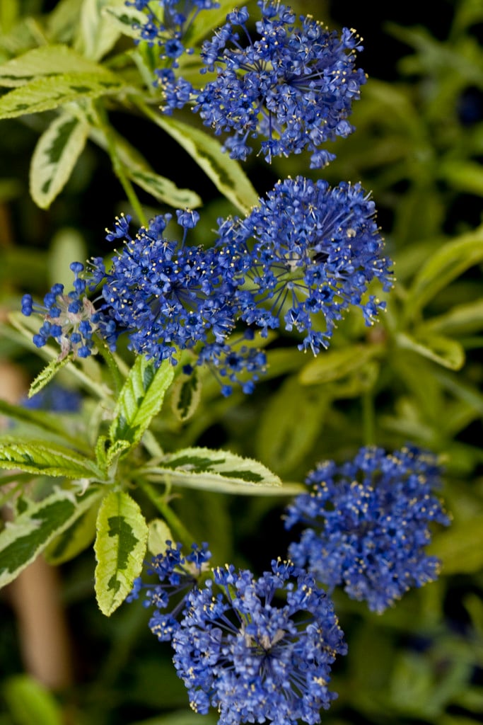 Ceanothus &Lemon and Lime&PBR | Californian lilac &Lemon and Lime ...