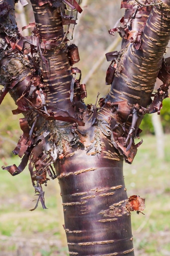 Prunus rufa | Himalayan cherry Trees/RHS Gardening