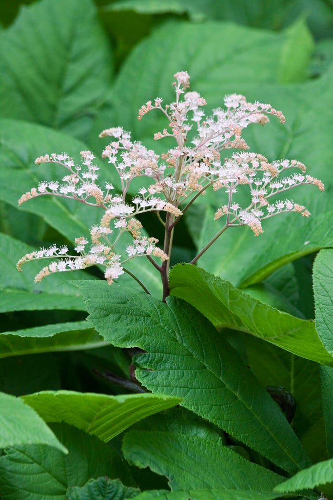 Rodgersia aesculifolia &Henrici& | Henry&s chestnut-leaved rodgersia ...
