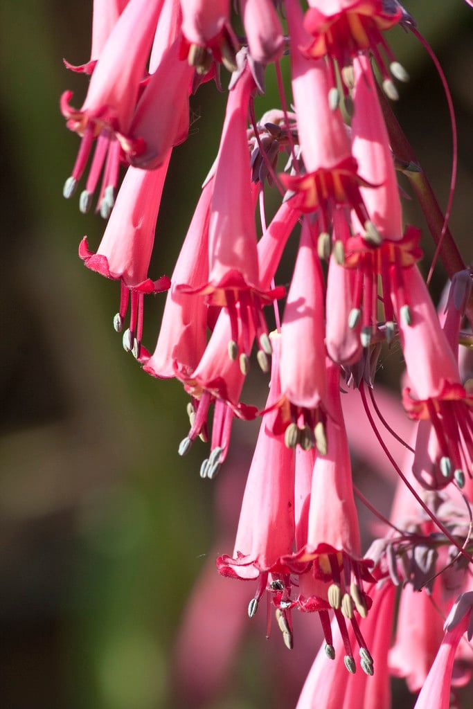 Phygelius × rectus Somerford Funfair Coral (&Yapcor&) (Somerford ...