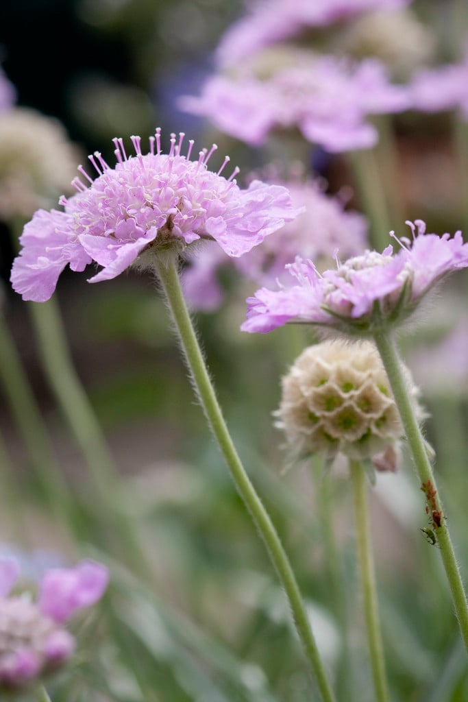 Scabiosa graminifolia | grass-leaved scabious Herbaceous Perennial/RHS ...