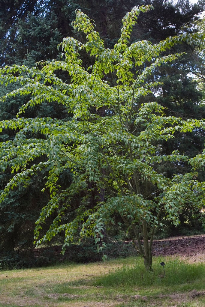 Acer davidii &George Forrest& | Père David&s maple &George Forrest ...