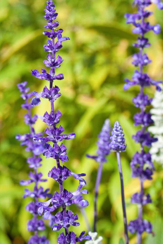 Salvia farinacea &Victoria& | mealy cup sage &Victoria& Annual Biennial ...