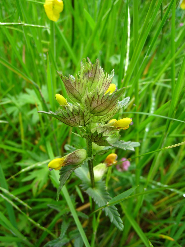 Rhinanthus minor | yellow rattle Annual Biennial/RHS Gardening