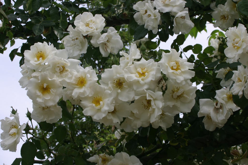 Rosa &Aussnow& | rose [Mountain Snow] Roses/RHS Gardening