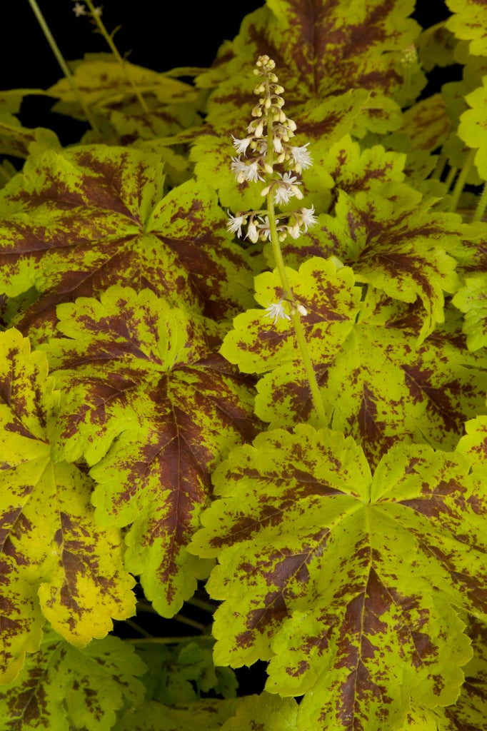 × Heucherella &Solar Power&PBR | heucherella &Solar Power& Herbaceous ...
