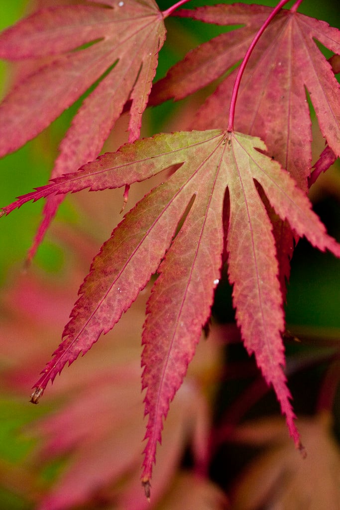 Acer palmatum 'Chitose-yama' (M) | Japanese maple 'Chitose-yama/RHS ...