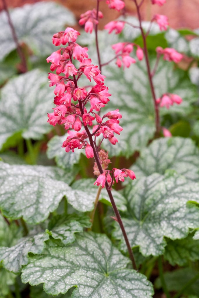 Heuchera 'Paris' (PBR) | alum root 'Paris'/RHS Gardening