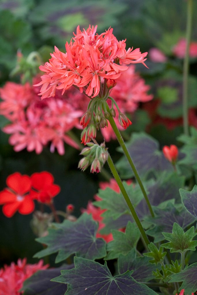 Pelargonium 'Grandad Mac' (Dw/St) | pelargonium 'Grandad Mac'/RHS Gardening