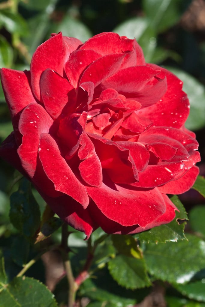 Rosa &Wekpaltlez& | rose [Hot Chocolate] Shrubs/RHS Gardening