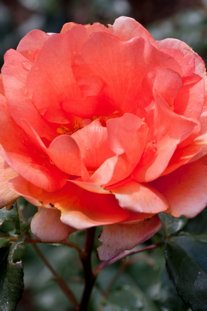 Rosa Jack&s Wish (&Kirsil&) (HT) | rose [Jack&s Wish] Roses/RHS Gardening
