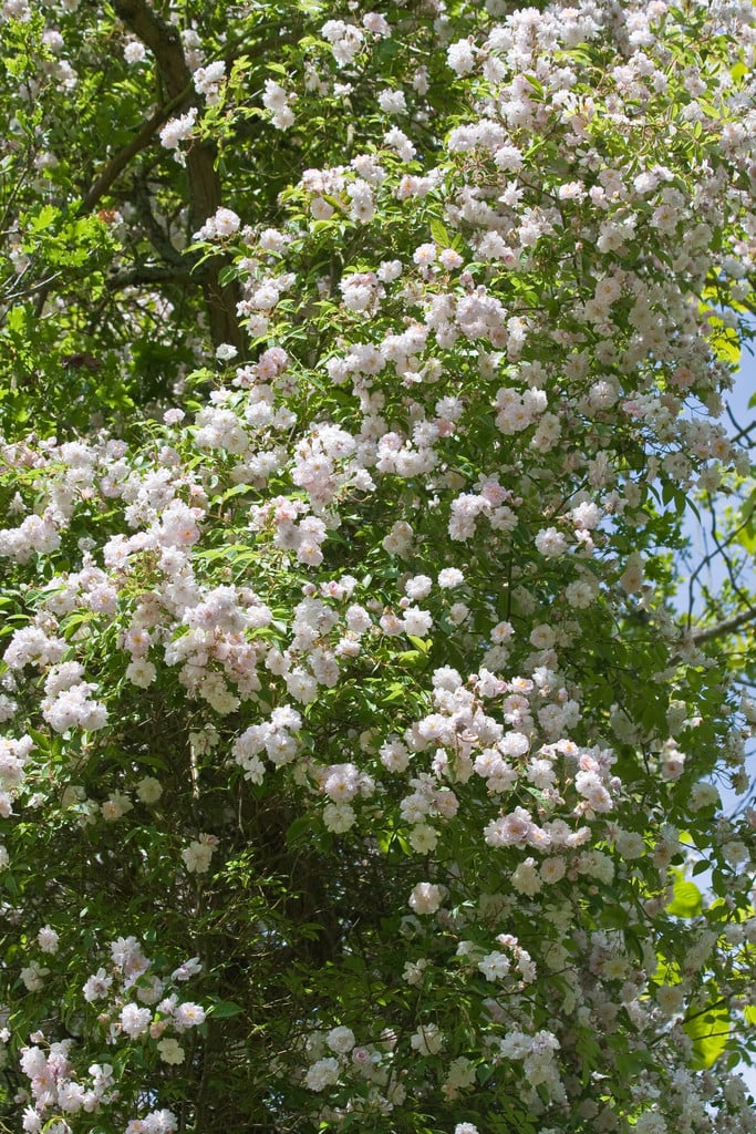 Rosa 'Paul's Himalayan Musk' (Ra) | rose 'Paul's Himalayan Musk'/RHS ...