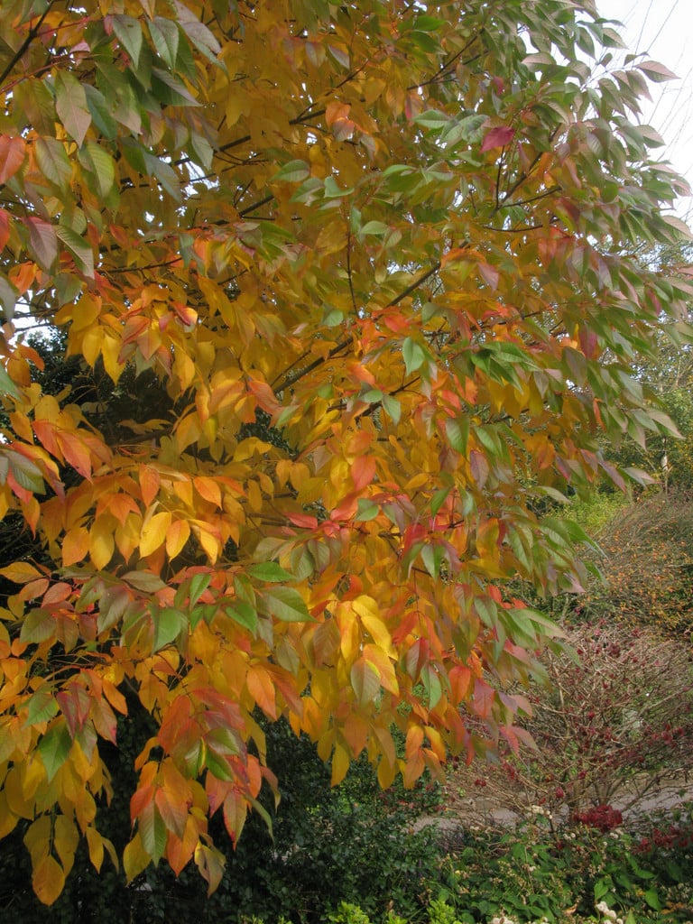 Fraxinus americana &Autumn Purple& | ash &Autumn Purple& Trees/RHS ...