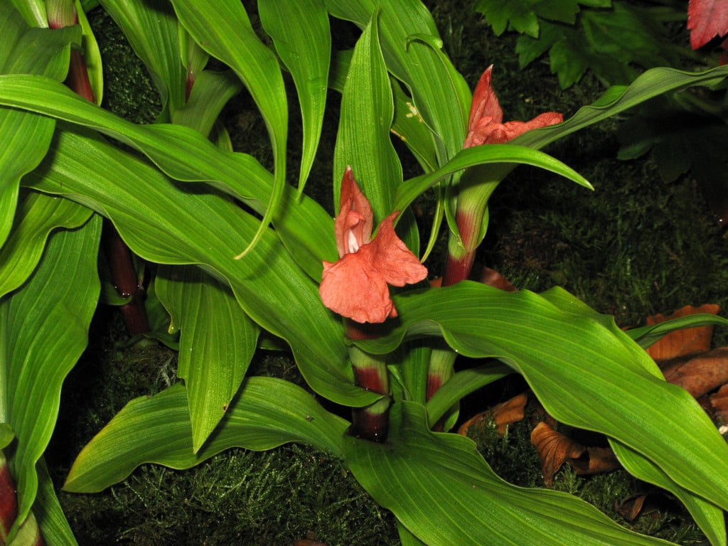 Roscoea purpurea f. rubra | red-flowered purple roscoea/RHS Gardening