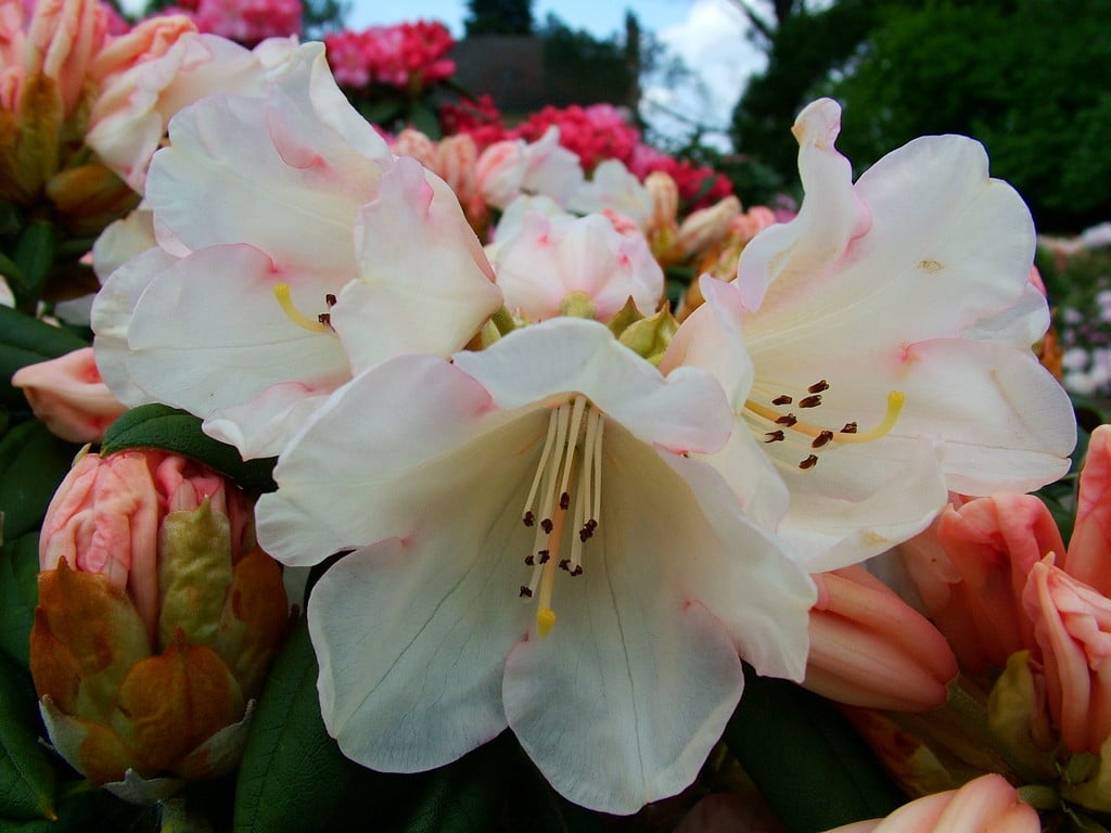 Rhododendron 'Grumpy' | /RHS Gardening