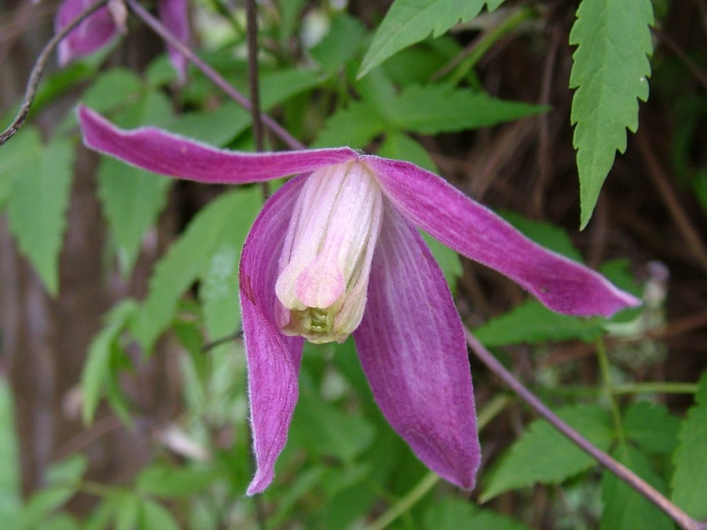 Clematis &Ruby& (A) | clematis &Ruby& Climber Wall Shrub/RHS Gardening