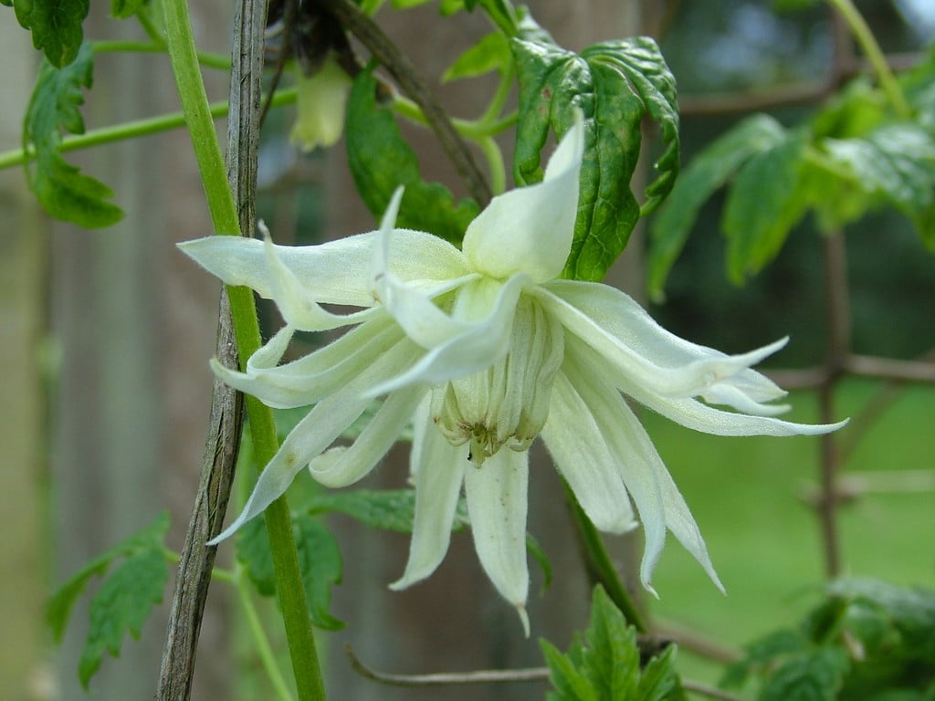Clematis &Snowbird& (A/d) | clematis &Snowbird& Climber Wall Shrub/RHS ...
