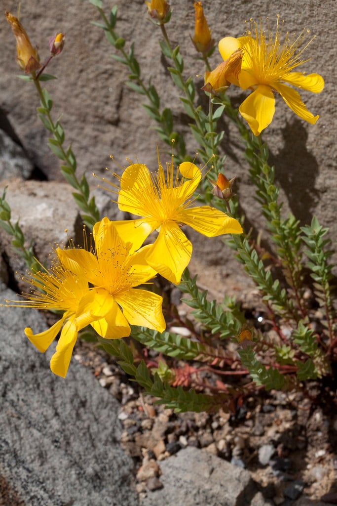 Hypericum olympicum | Mount Olympus St John&s wort Alpine Rockery/RHS ...