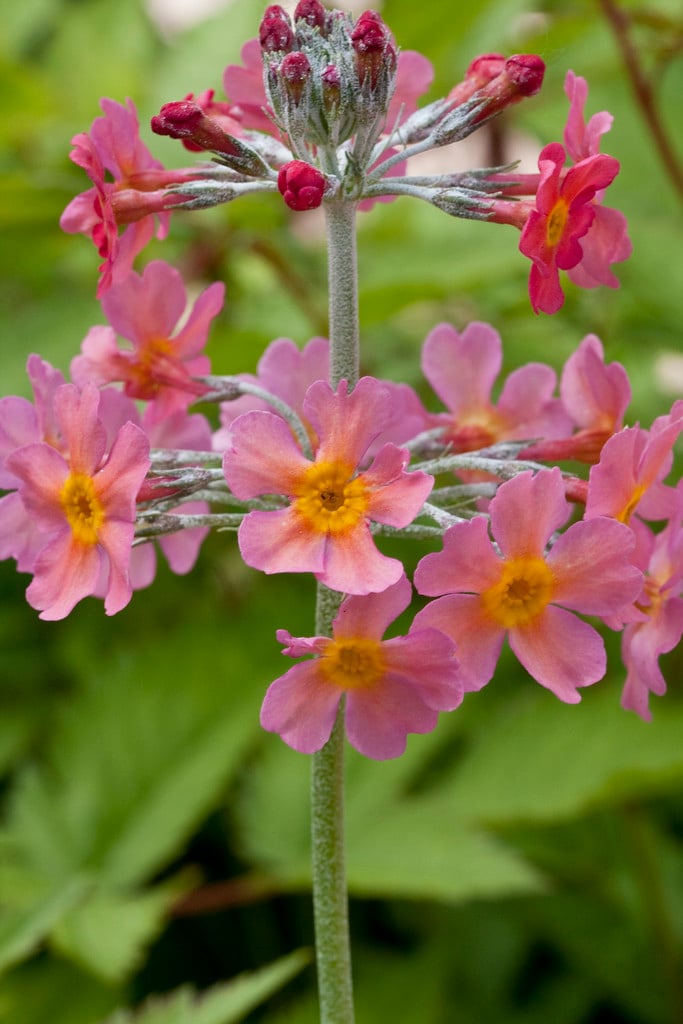 Primula Candelabra hybrids (Pf) | primrose Candelabra hybrids Bogs/RHS ...