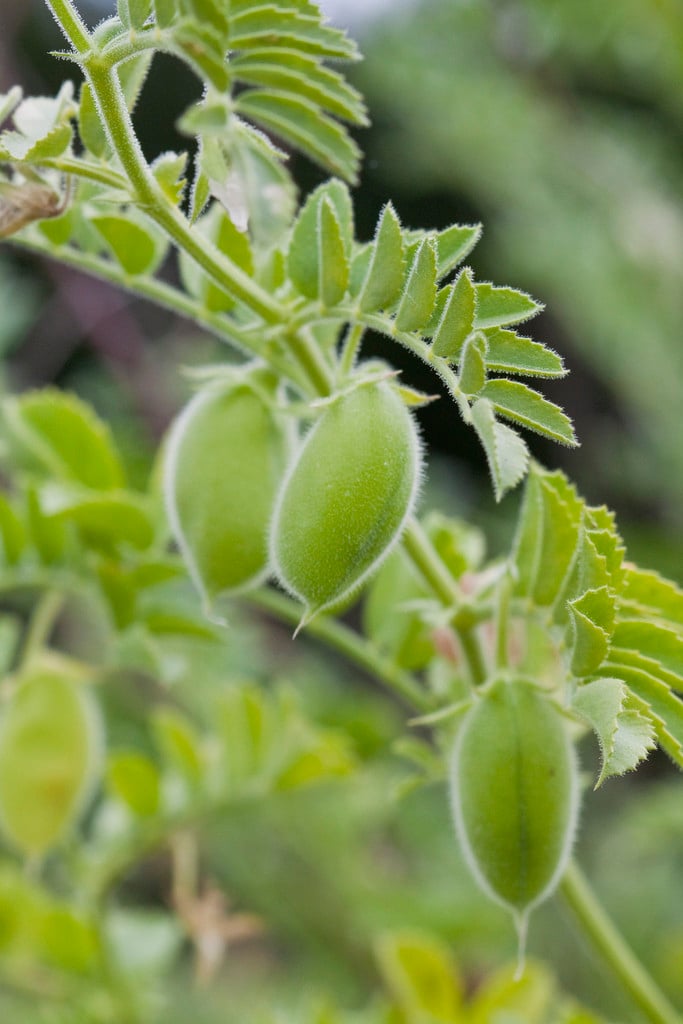 Astragalus cicer | chickpea milk vetch Herbaceous Perennial/RHS Gardening