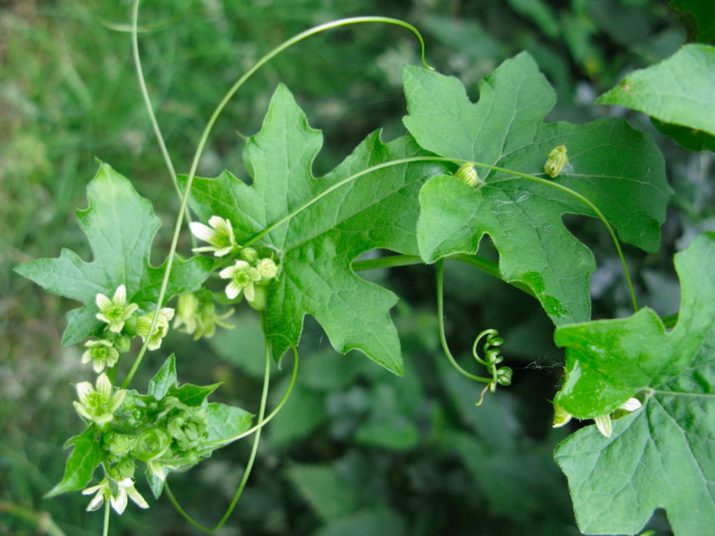 Bryonia dioica | white bryony/RHS Gardening