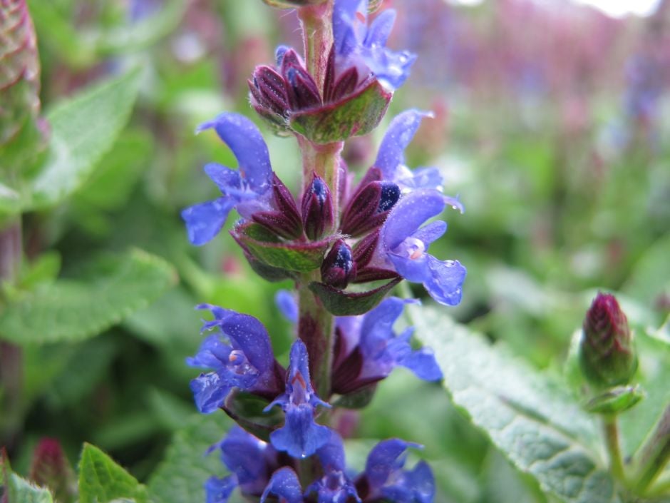 Salvia nemorosa [Sensation Deep Blue] = 'Florsaldblue' (Sensation ...