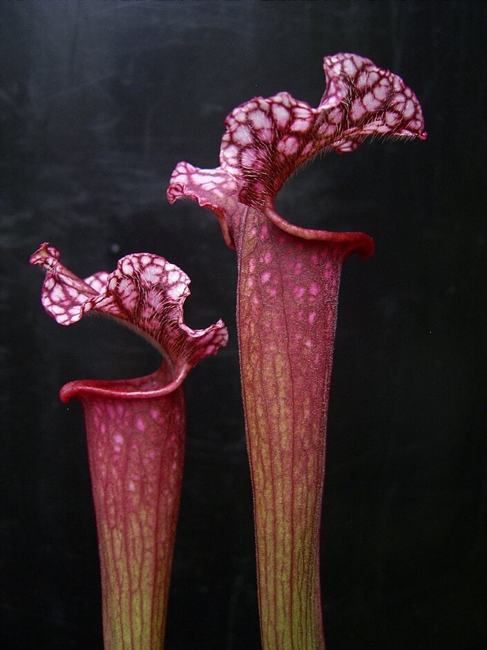 Sarracenia × mitchelliana &Victoria Morley& | Herbaceous Perennial/RHS ...