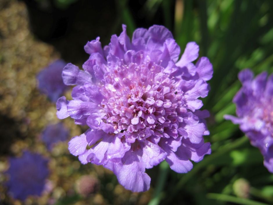 Scabiosa 'Vivid Violet' | scabious 'Vivid Violet'/RHS Gardening