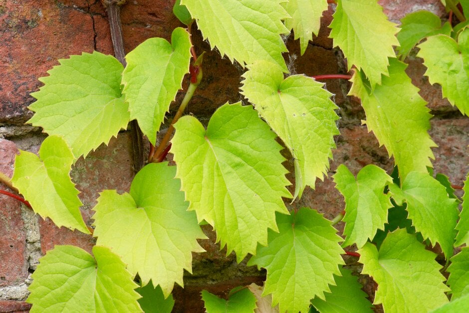 Hydrangea hydrangeoides 'Cheju's Early' | Japanese hydrangea vine ...