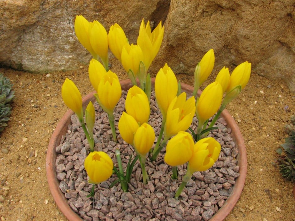 Sternbergia lutea Angustifolia Group | winter daffodil Angustifolia ...