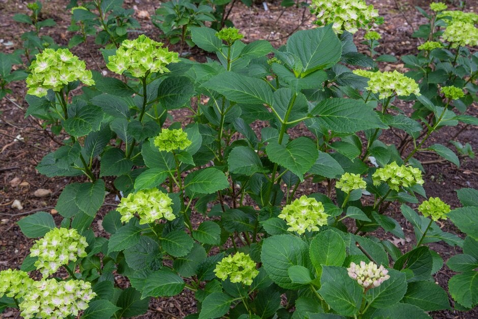 Hydrangea macrophylla &Hortmarhso&PBR | hydrangea [Magical Rhapsody ...