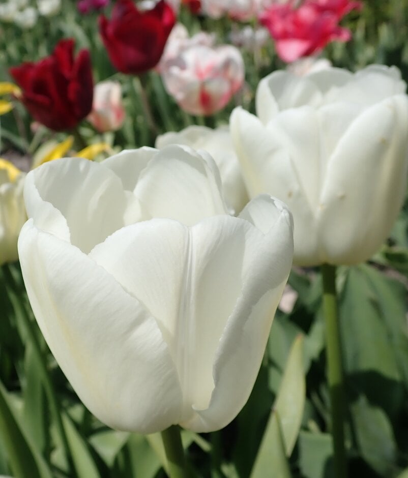 Tulipa &Maureen& (5) | tulip &Maureen& Bulbs/RHS Gardening