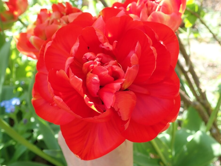 Tulipa 'Miranda' (11) | tulip 'Miranda'/RHS Gardening