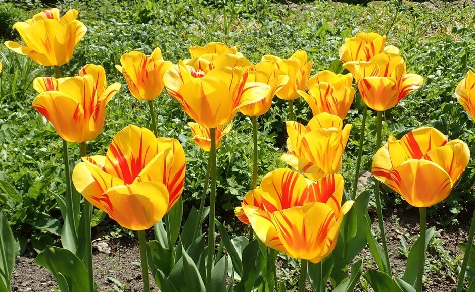 Tulipa 'Olympic Flame' (4) | tulip 'Olympic Flame'/RHS Gardening