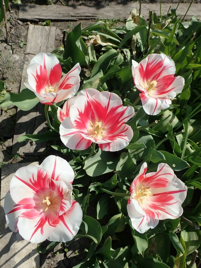 Tulipa &Sorbet& (5) | tulip &Sorbet& Bulbs/RHS Gardening