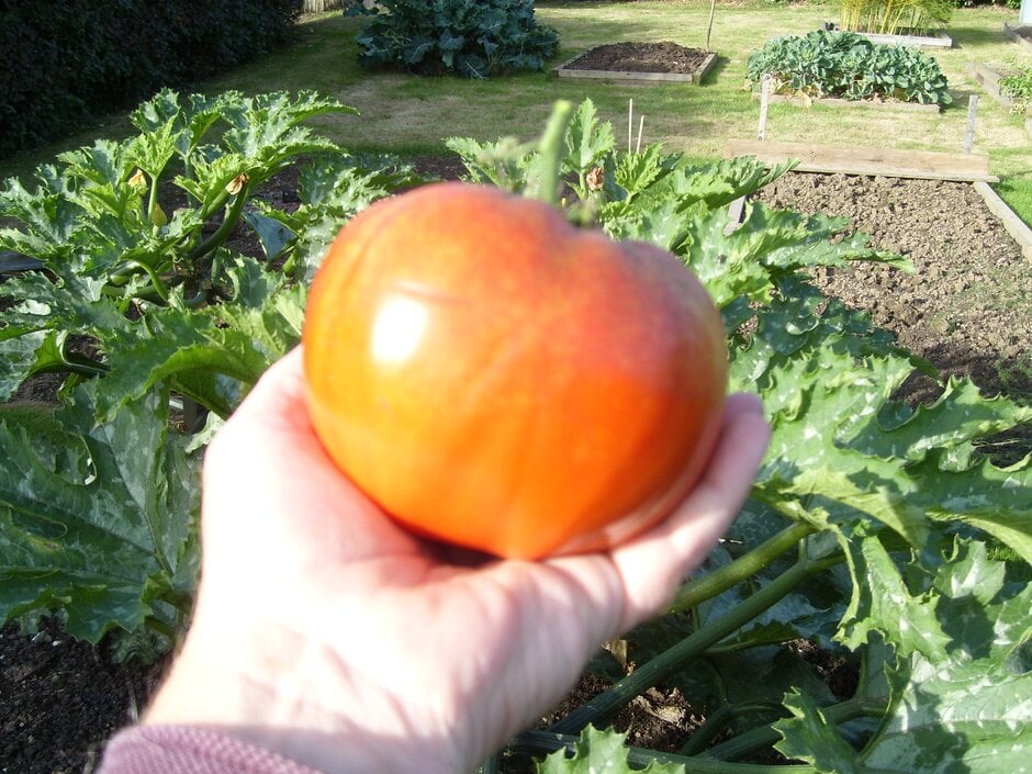 Solanum lycopersicum &Gigantomo& | tomato &Gigantomo& Fruit Edible/RHS