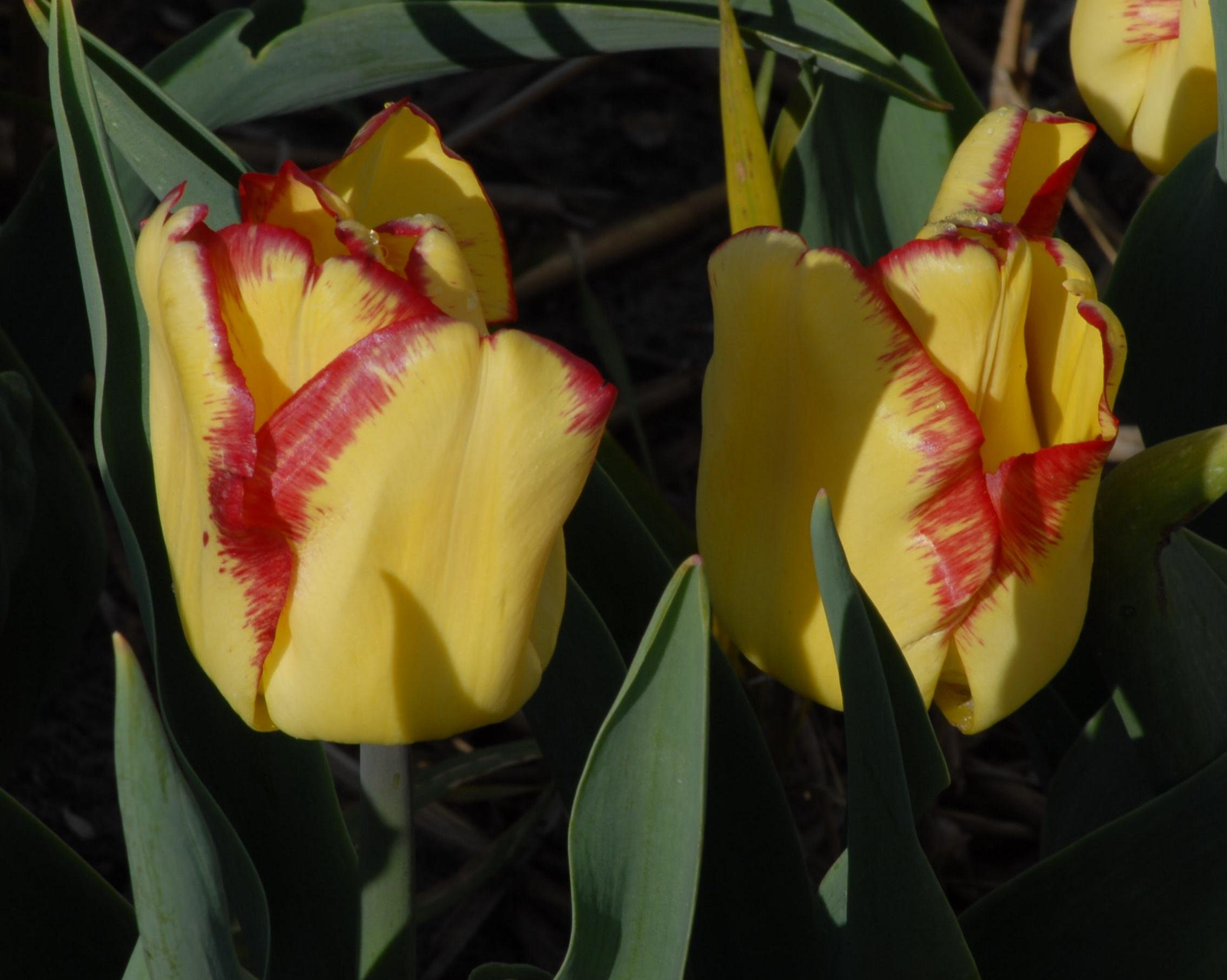 Tulipa &Cape Town& (1) | tulip &Cape Town& Bulbs/RHS Gardening