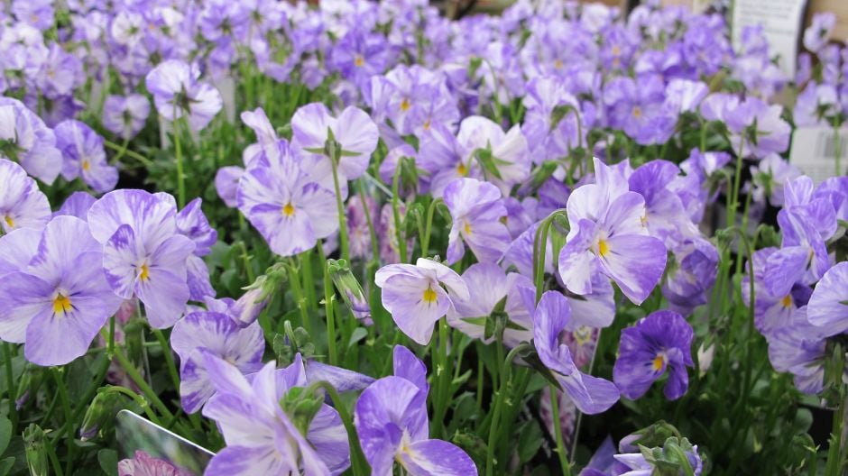 Viola &Columbine& (Va) | viola &Columbine& Herbaceous Perennial/RHS ...