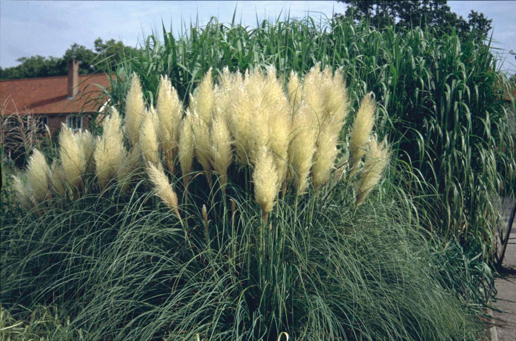 Cortaderia - Alchetron, The Free Social Encyclopedia