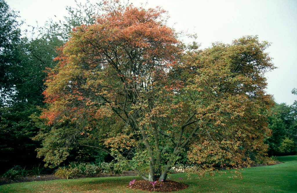 Amelanchier lamarckii | snowy mespilus Shrubs/RHS Gardening