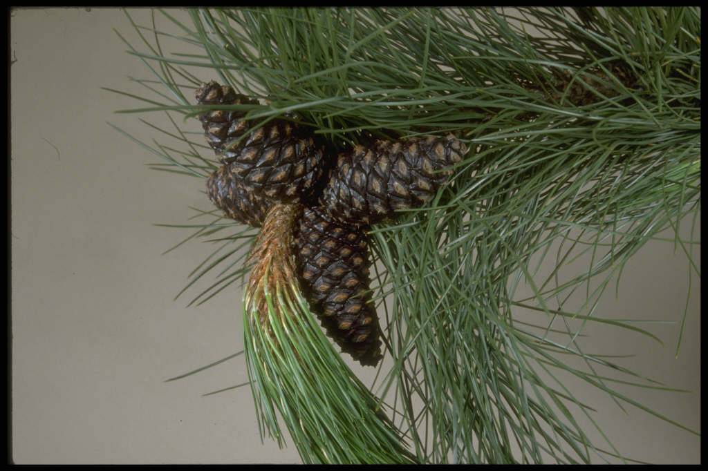 RHS advice & tips on garden & indoor plants | Plant finder & selector ...