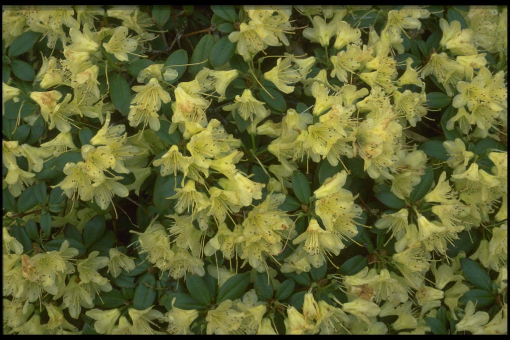 Rhododendron 'Princess Anne' | rhododendron 'Princess Anne'/RHS Gardening