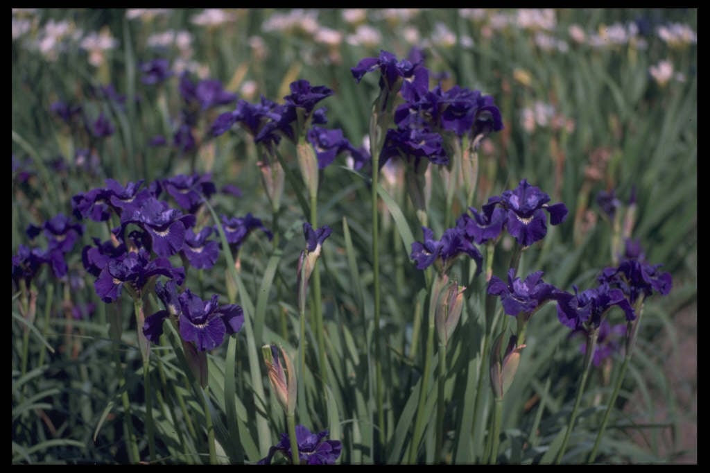 Iris 'Ruffled Velvet' (Sib) | Siberian iris 'Ruffled Velvet'/RHS Gardening