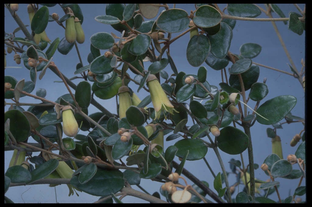 Correa backhouseana | Backhouse Australian fuchsia Conservatory ...