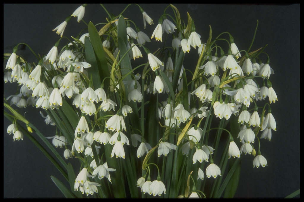 Leucojum aestivum &Gravetye Giant& | summer snowflake &Gravetye Giant ...
