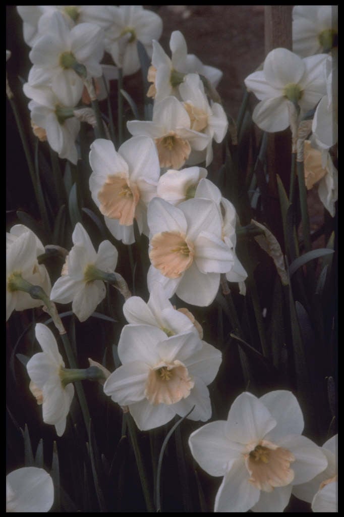 Narcissus &Romance& (2) | daffodil &Romance& Bulbs/RHS Gardening