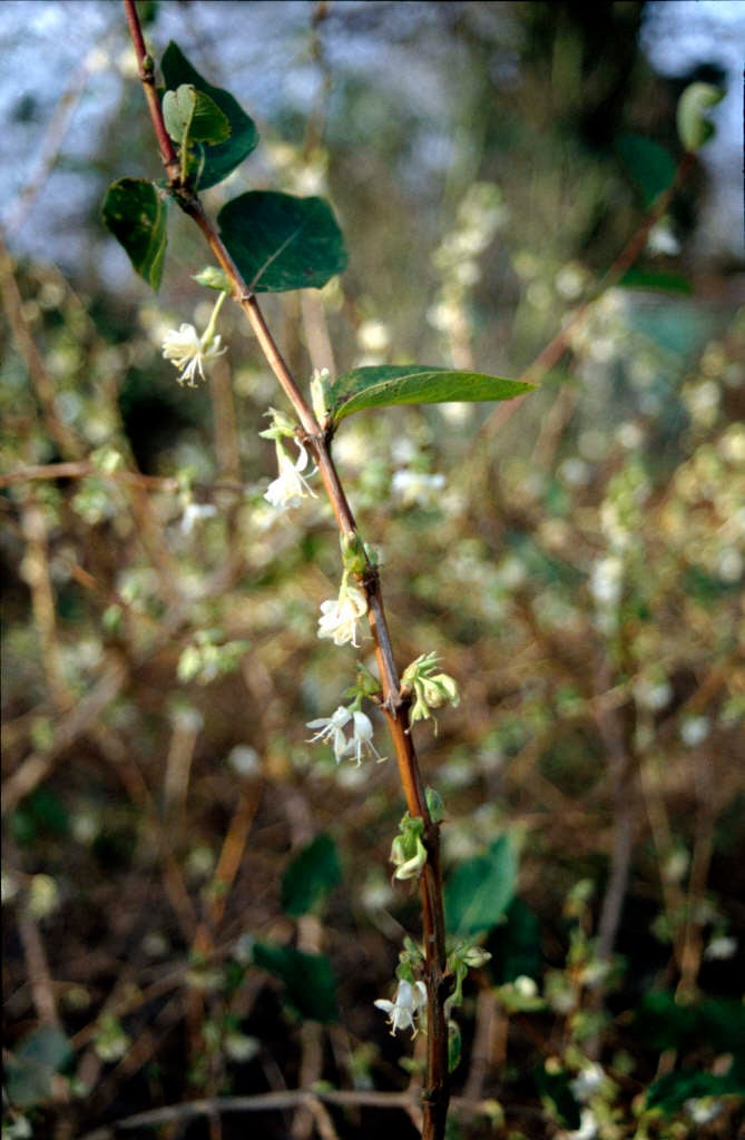 Lonicera × purpusii | Purpus honeysuckle Shrubs/RHS Gardening