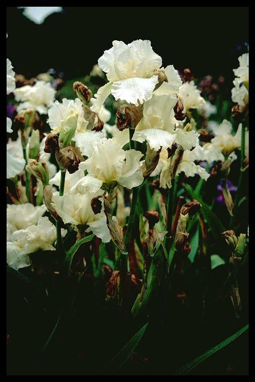 Iris &Cream Soda& (TB) | iris &Cream Soda& Herbaceous Perennial/RHS ...